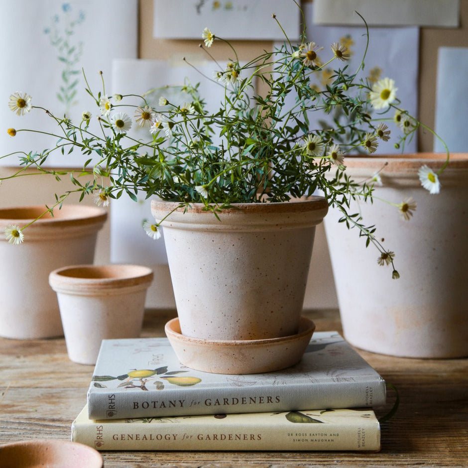 Shop Decorative Plant Pots